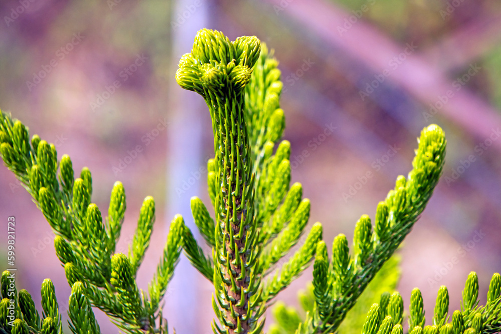 Norfolk Island pine, (Araucaria heterophylla), evergreen timber and ...