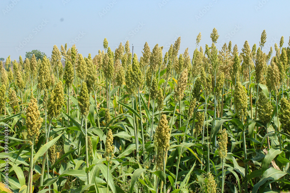Biofuel and new boom Food, Sorghum Plantation industry. Field of Sweet ...