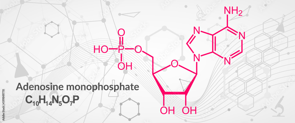 Adenosine monophosphate or AMP, adenylic acid molecule. Nucleotide monomer of RNA. Composed of ...