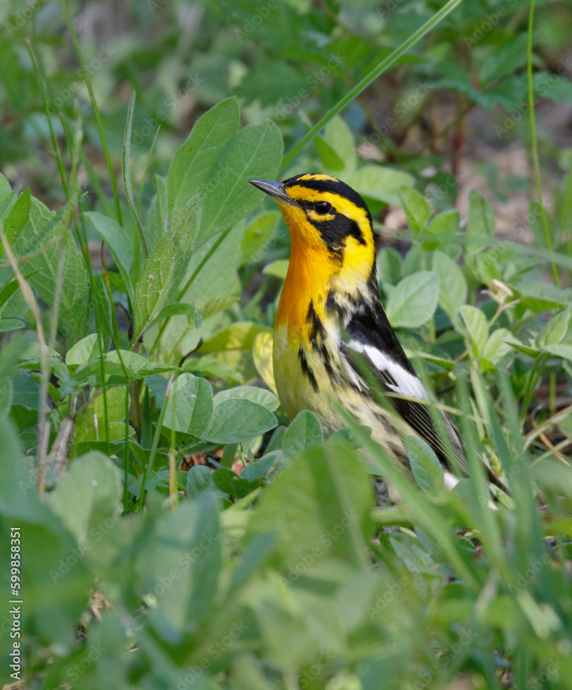 Blackburnian warbler (Setophaga fusca) searching insects on the ground ...
