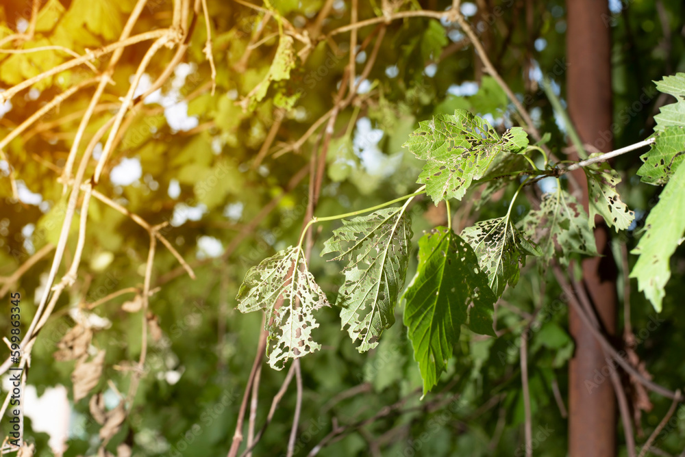 Viburnum tree leaves are damaged by bugs and pests. The damaged leaves ...