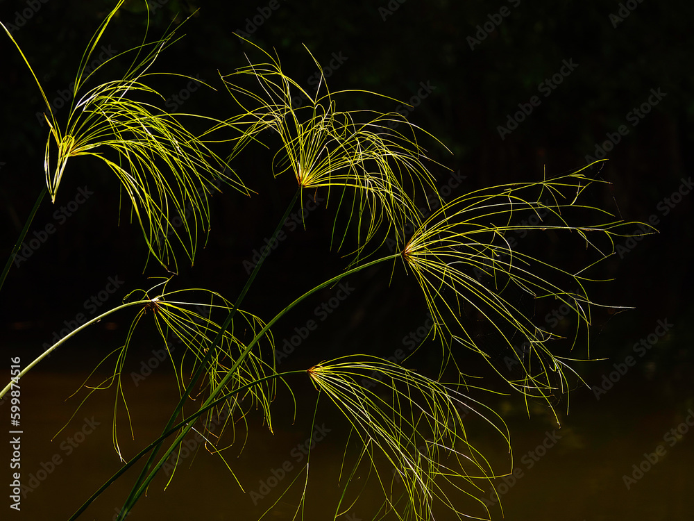 Stems and delicate rays of papyrus sedge (binomial name: Cyperus ...