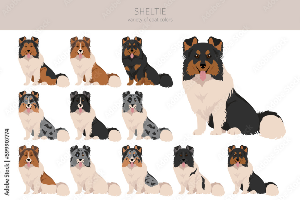 Sheltie, Shetland sheepdog clipart. Different poses, coat colors set ...