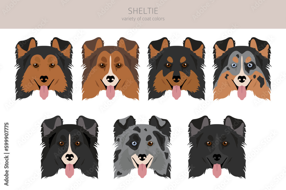 Sheltie, Shetland sheepdog clipart. Different poses, coat colors set ...