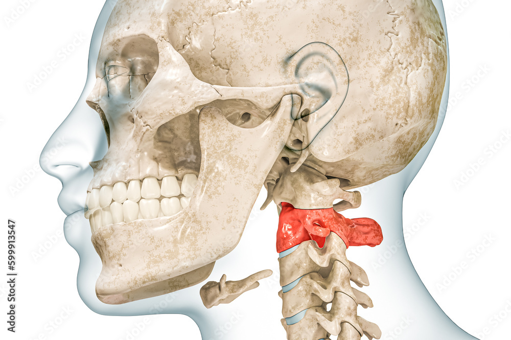Axis second cervical vertebra in red color with body 3D rendering ...