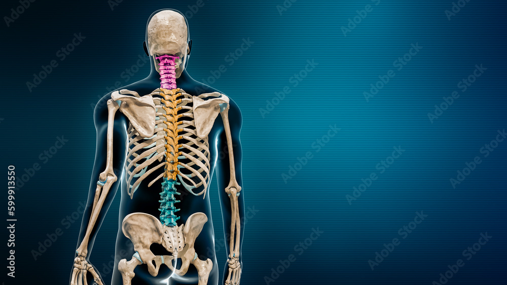 Cervical, thoracic and lumbar vertebrae in color back view with body 3D ...