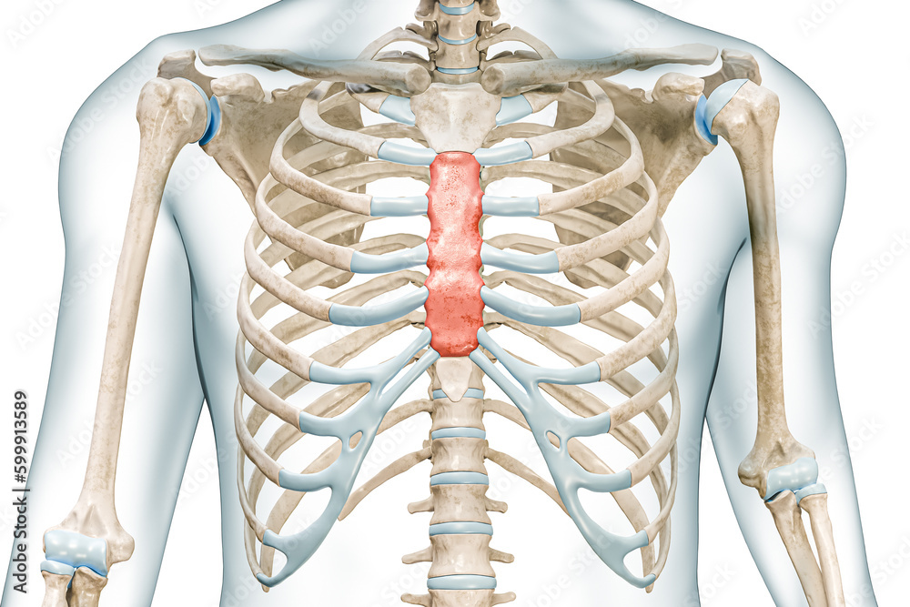 Body of the sternum bone in red color 3D rendering illustration ...
