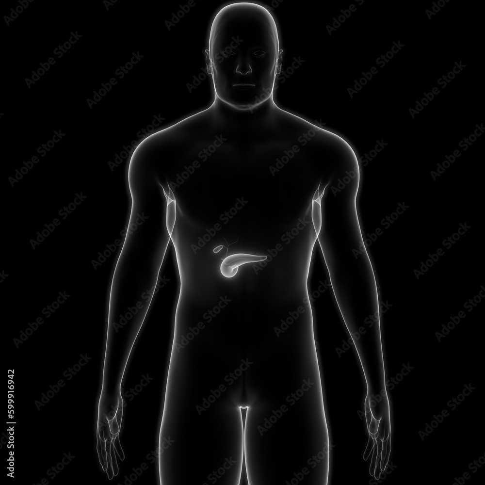 Human Internal Organs Pancreas with Gallbladder Anatomy Stock ...