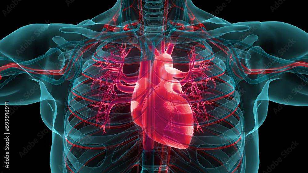 Human Circulatory System Heart Anatomy Stock Illustration | Adobe Stock