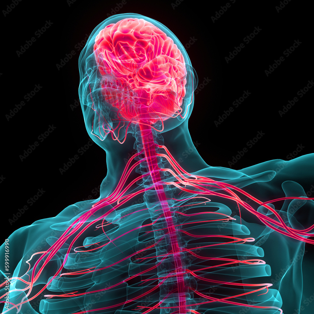 Central Organ of Human Nervous System Brain Anatomy Stock Illustration ...
