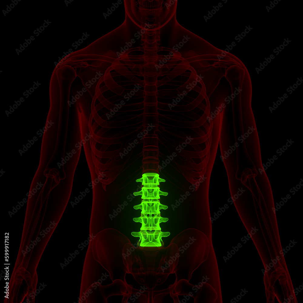 Spinal Cord Vertebral Column Lumbar Vertebrae of Human Skeleton System ...