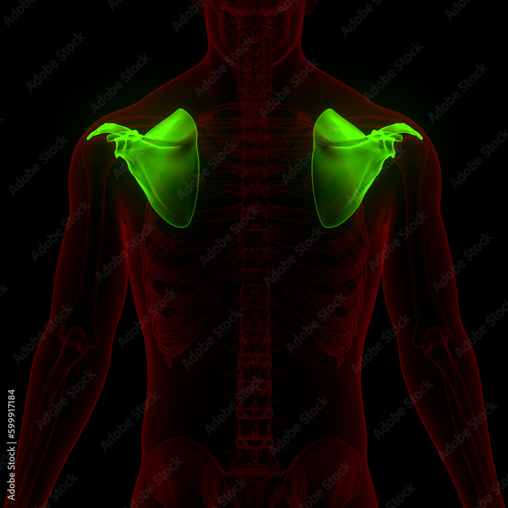 Human Skeleton System Scapula Bone Joints Anatomy Stock Illustration ...