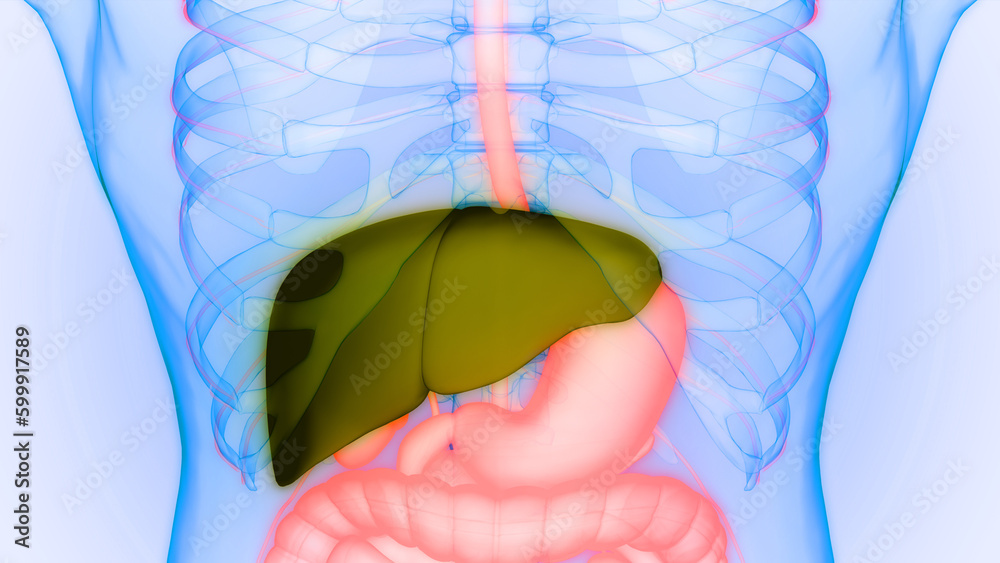 Human Internal Digestive Organ Liver Anatomy Stock Illustration | Adobe ...