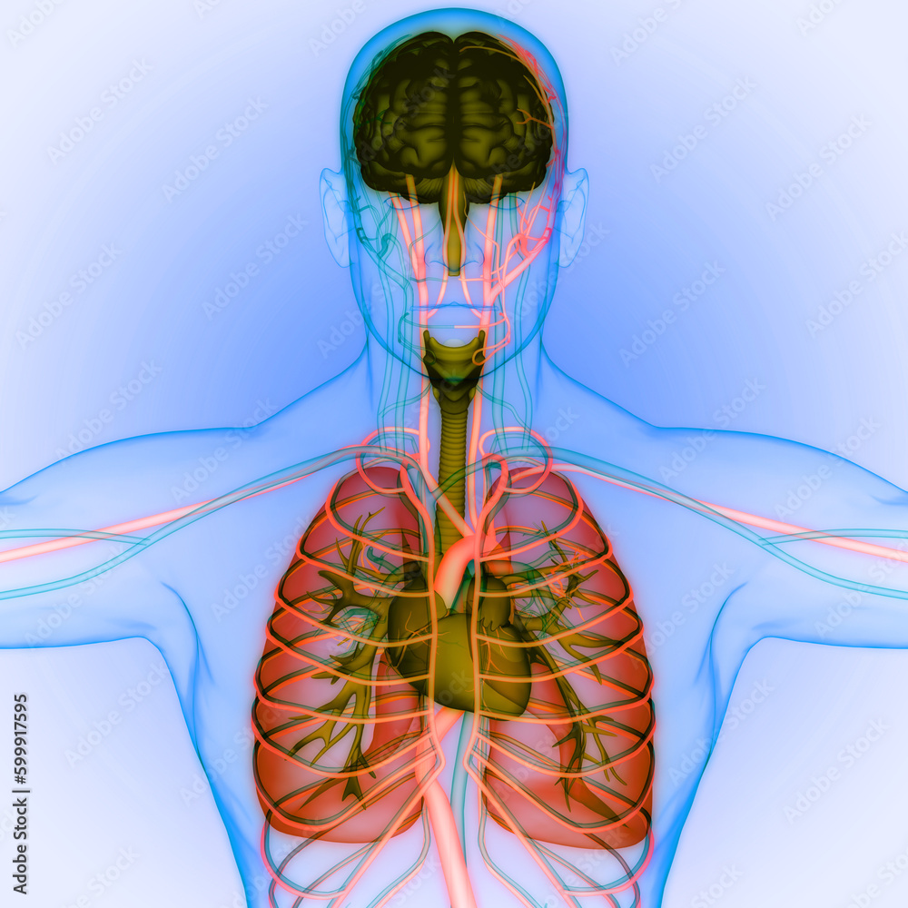 Human Internal Organs Lungs with Brain Anatomy Stock Illustration ...