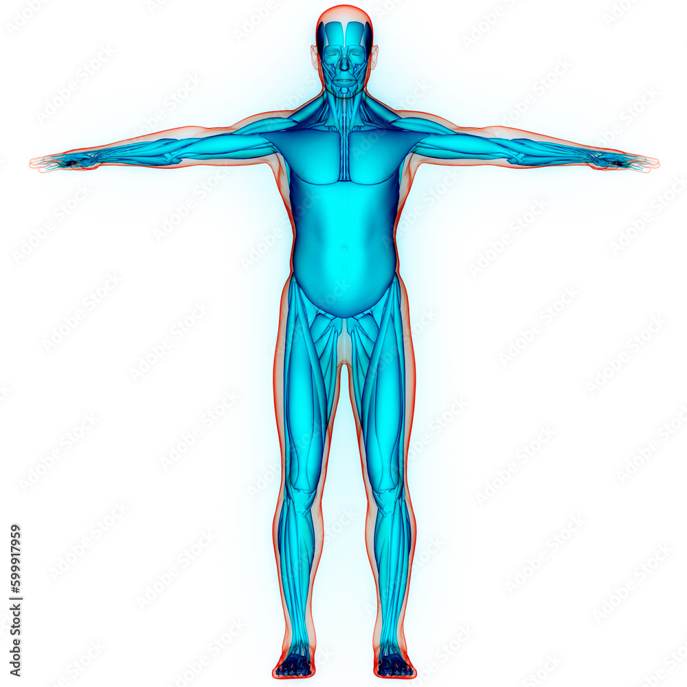 Human Muscular System Muscles Anatomy Stock Illustration | Adobe Stock