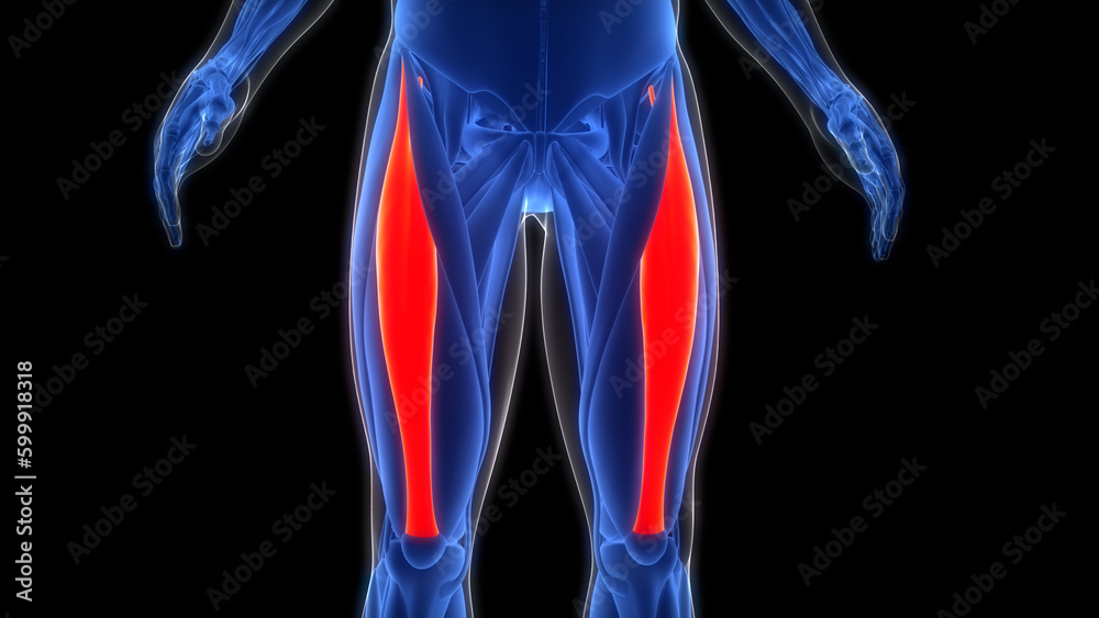 Human Muscular System Leg Muscles Rectus Femoris Muscles Anatomy Stock ...