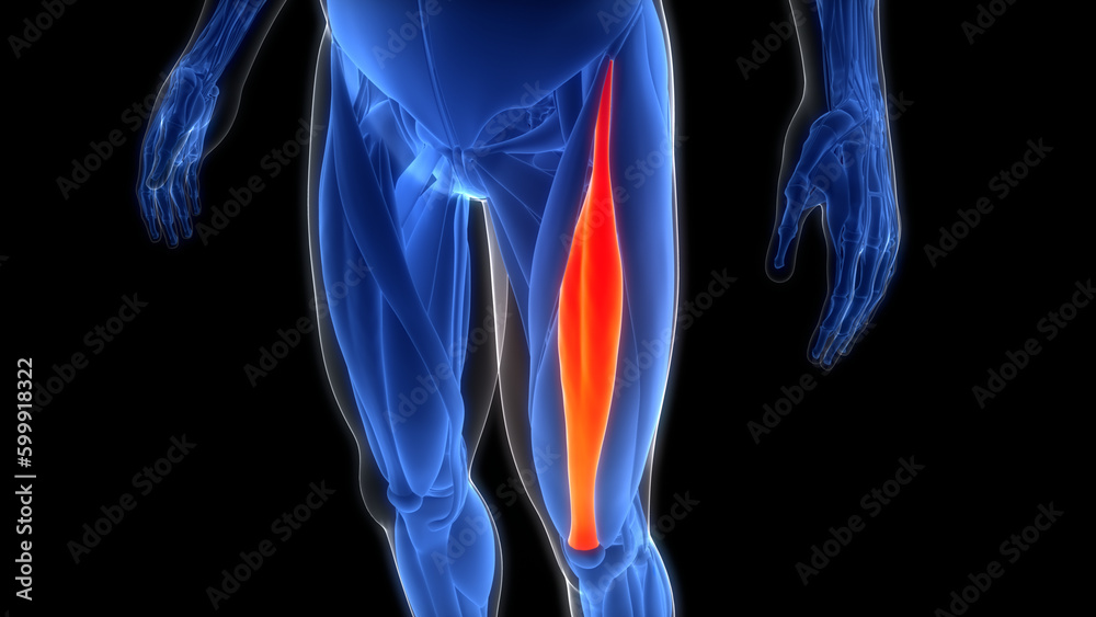 Human Muscular System Leg Muscles Rectus Femoris Muscles Anatomy Stock ...