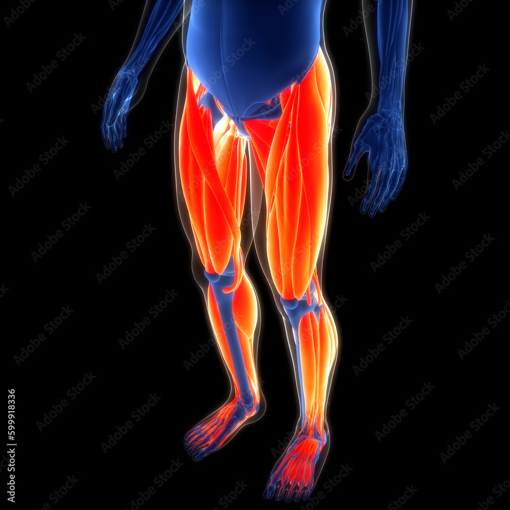 Human Muscular System Leg Muscles Anatomy Stock Illustration | Adobe Stock