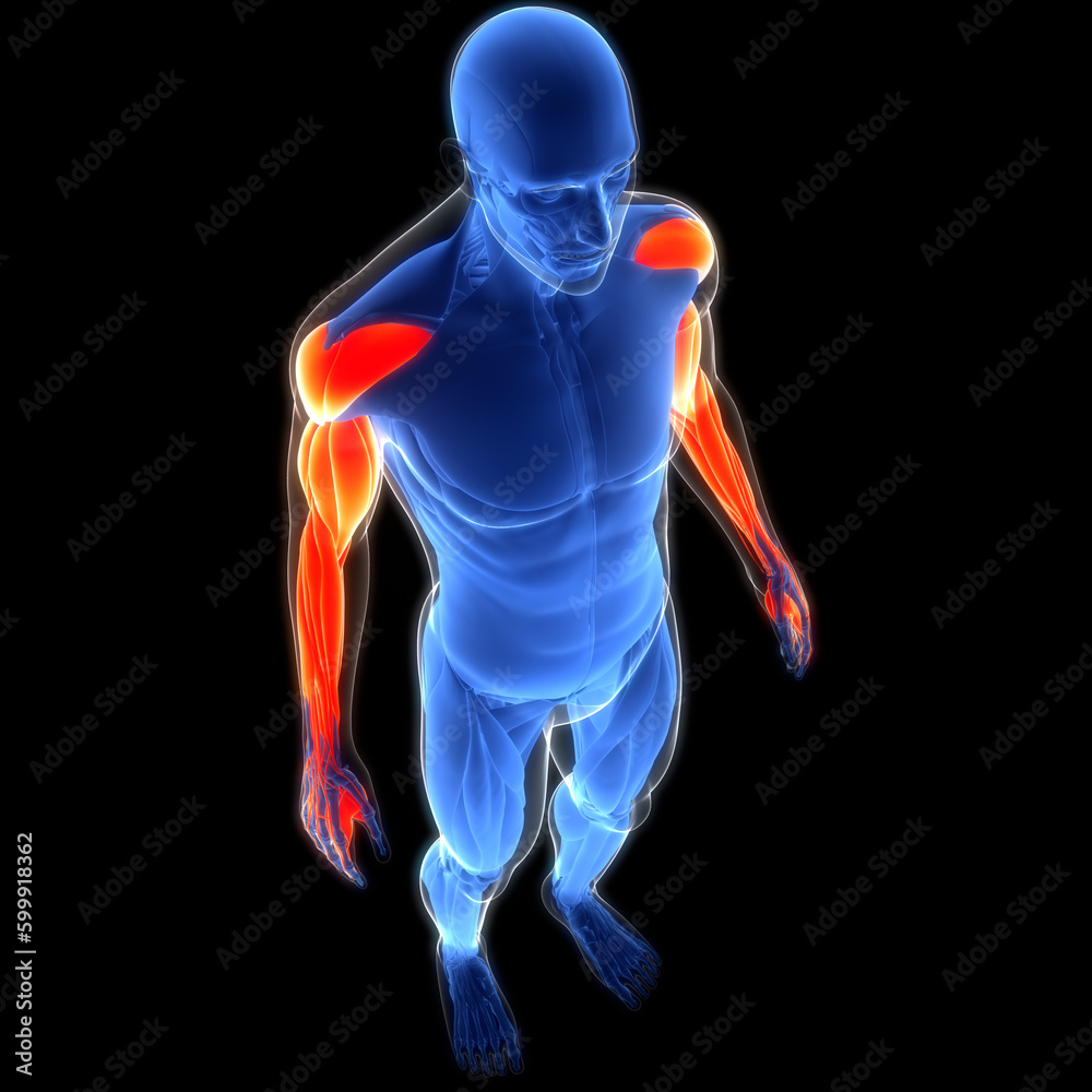 Human Muscular System Hand Muscles Anatomy Stock Illustration | Adobe Stock