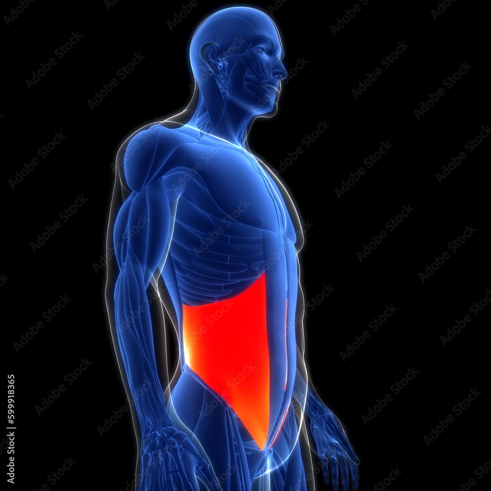 Human Muscular System Torso Muscles Internal Oblique Muscles Anatomy ...