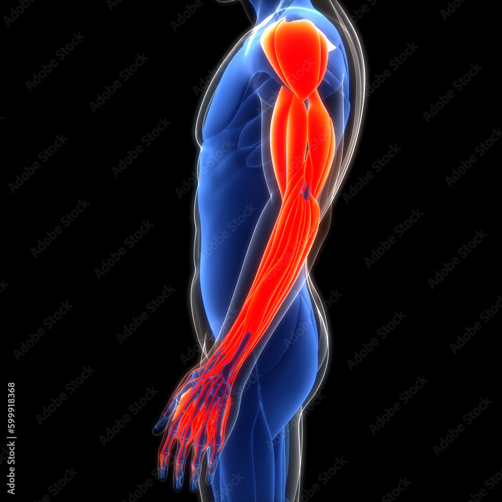 Human Muscular System Hand Muscles Anatomy Stock Illustration | Adobe Stock