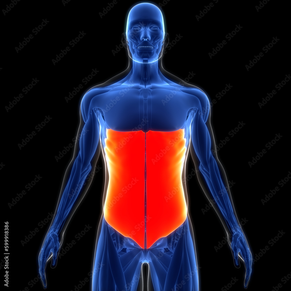 Human Muscular System Torso Muscles External Oblique Anatomy Stock ...