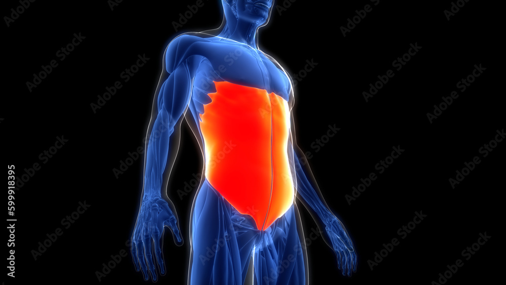Human Muscular System Torso Muscles External Oblique Anatomy Stock ...