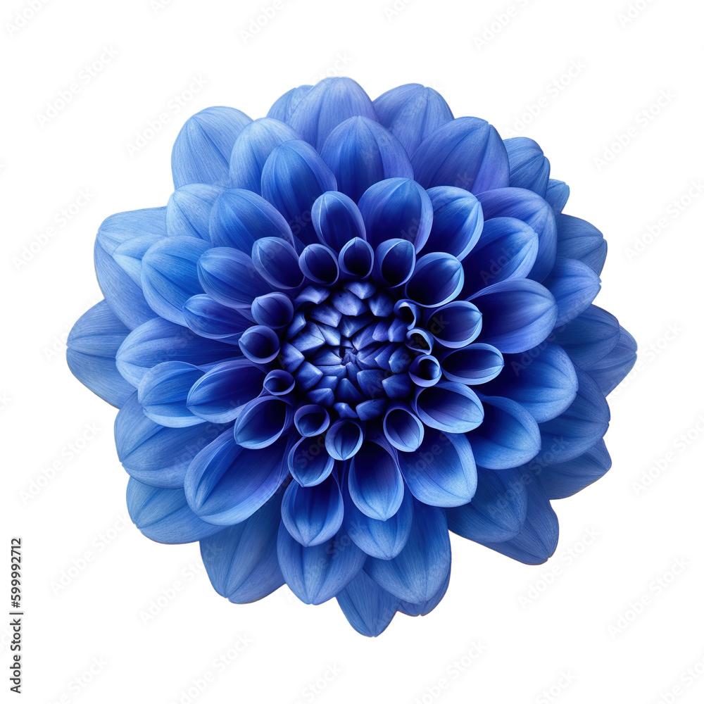 Blue Dahlia flower the tuberous garden plant isolated on transparent ...