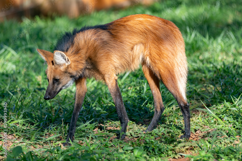 Foto Stock Guará wolf (Chrysocyon brachyurus) one of the rarest wolves ...