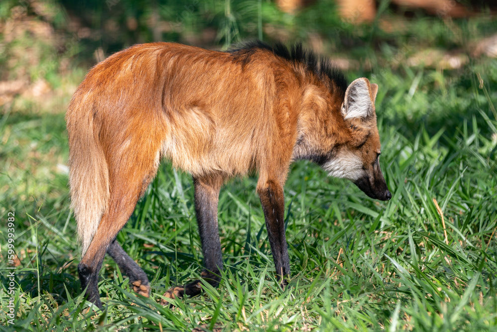 Guará wolf (Chrysocyon brachyurus) one of the rarest wolves in the ...