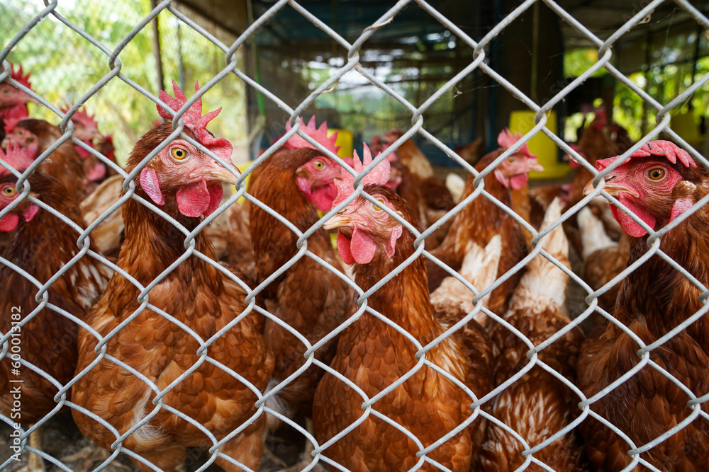 naturally raised laying hens chickens raised in chicken farms raised ...