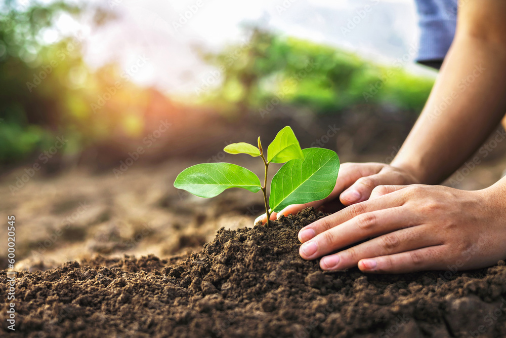 hand planting a small tree in the garden with sunset, green earth ...