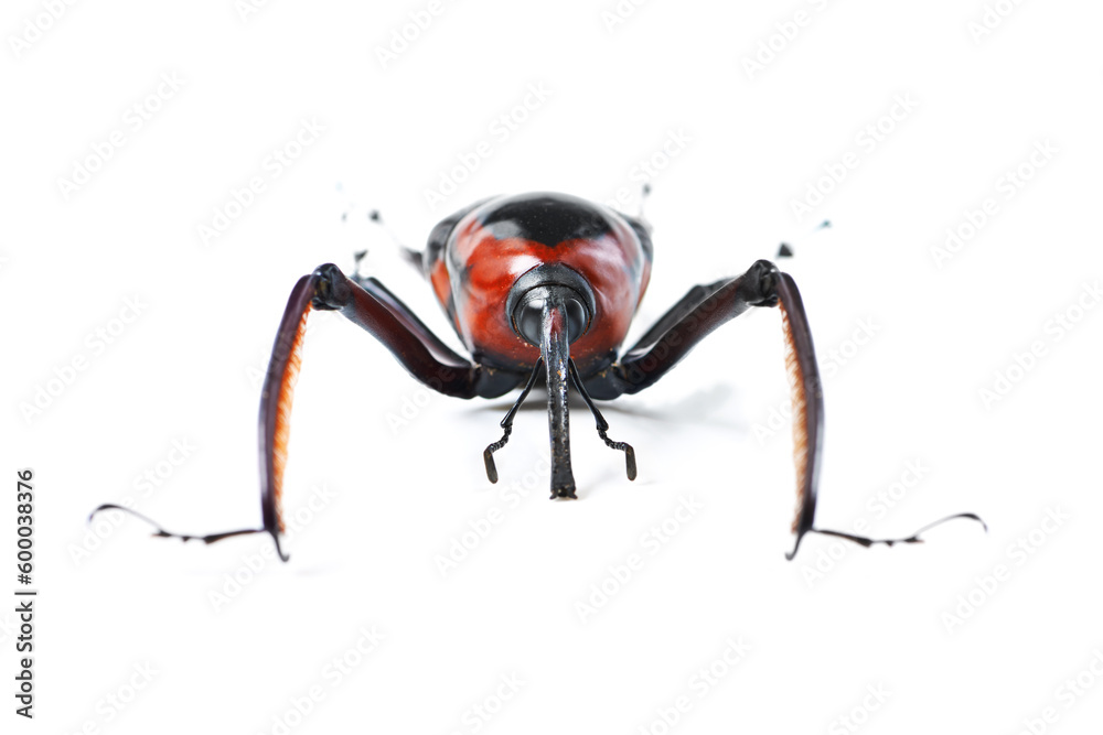 Bug, insect and beetle in studio for wildlife, zoology and natural ...