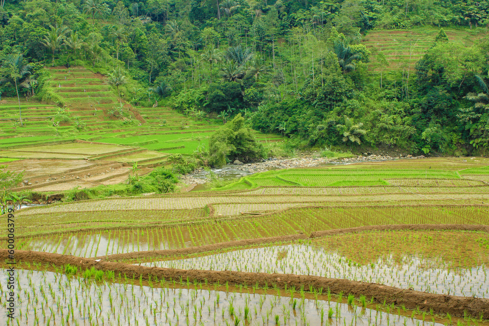 Verdant Rice Paddy Landscape. Rural Tranquility of Paddy Fields Stock ...