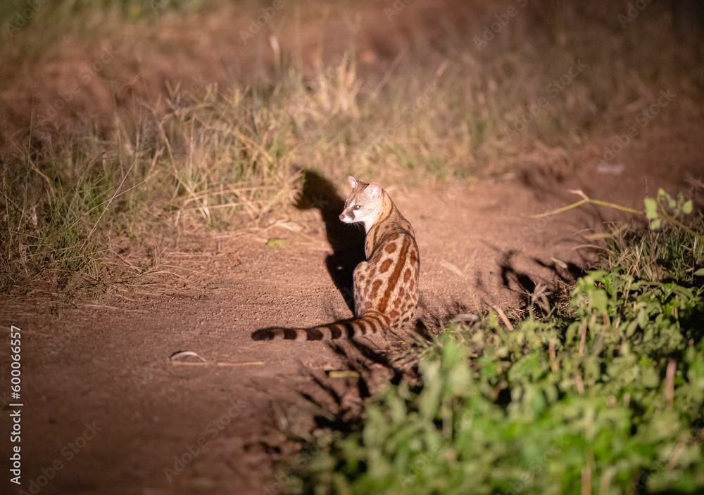 Rare sighting of a Genet seen under flashlight in natural African ...