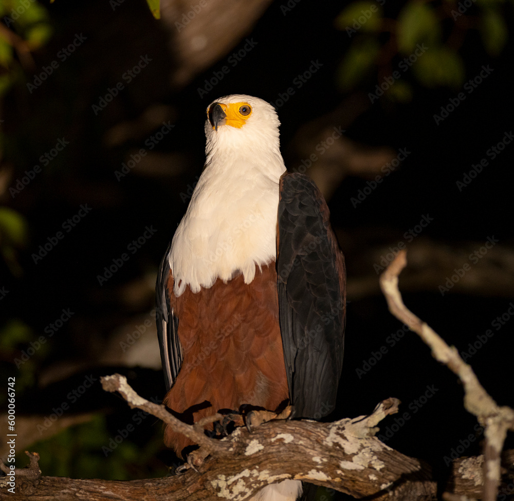 African fish eagle perched in a tree under flashlight during night time ...