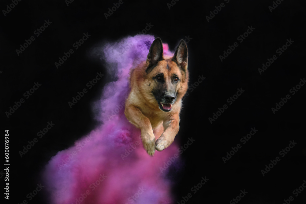 German shepherd in pink and purple holi colors jumps on black ...