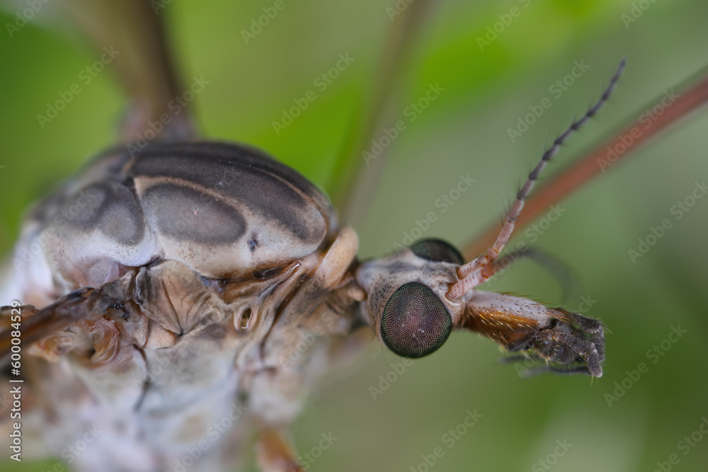 Tipula Crane fly tipulidae diptera nematocera insect. Larvae of this ...