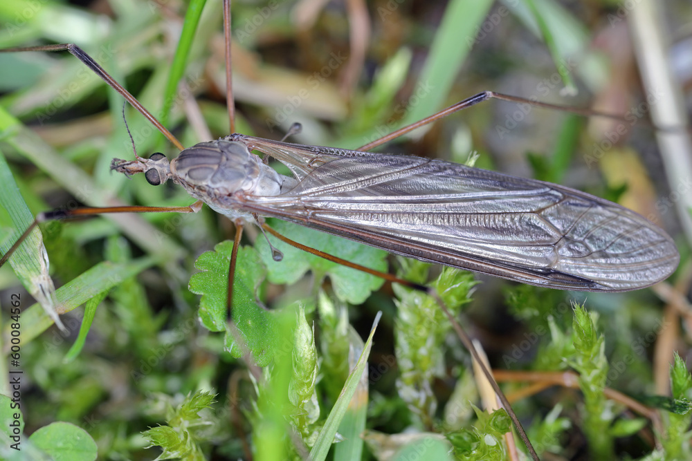 Tipula Crane fly tipulidae diptera nematocera insect. Larvae of this ...