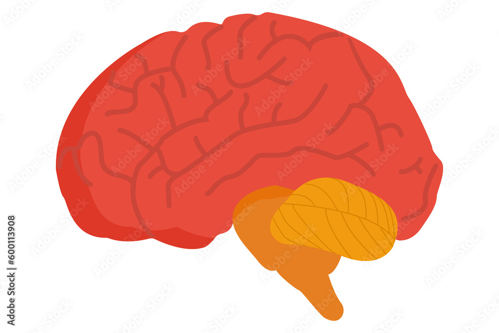 Human brain. Internal organ, anatomy. Isolated on white background ...