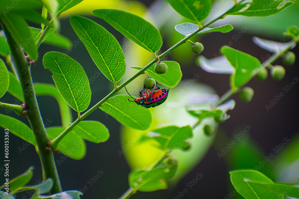 Scutelleridae is a family of true bugs. They are commonly known as ...