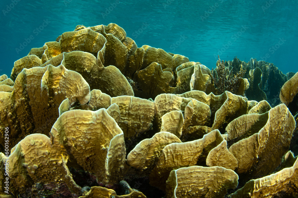 A large colony of fire coral, Millepora sp., grows on a shallow coral ...