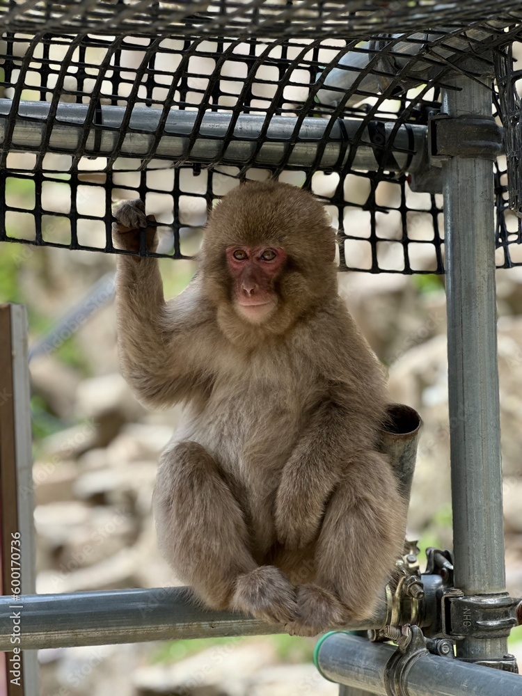 Fascinating Wildlife Encounter: Adorable Baby Macaque and its Mother in ...