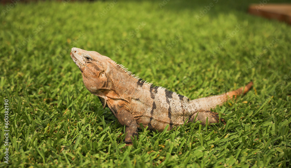 Foto de iguana in the wild in the Caribbean symbolizes the beauty and ...
