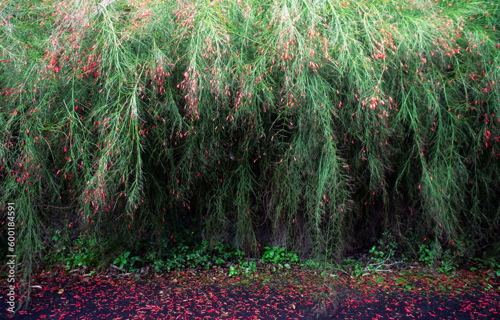 Nature's masterpiece: Russelia Equisetiformis in full bloom. The vivid ...