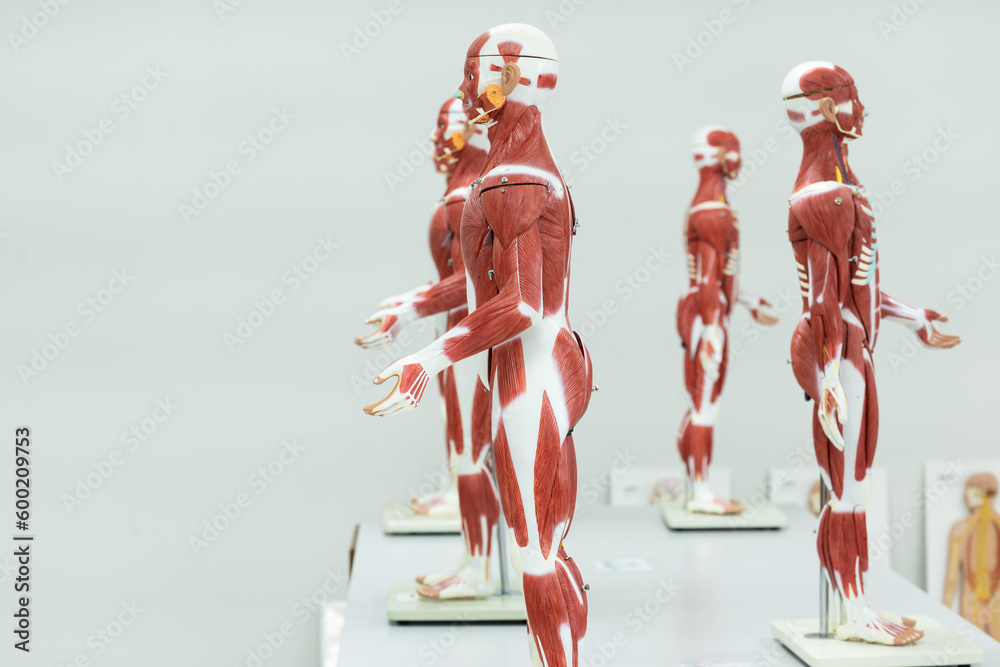 Anatomy model in anatomy classroom at medical school.Science laboratory ...