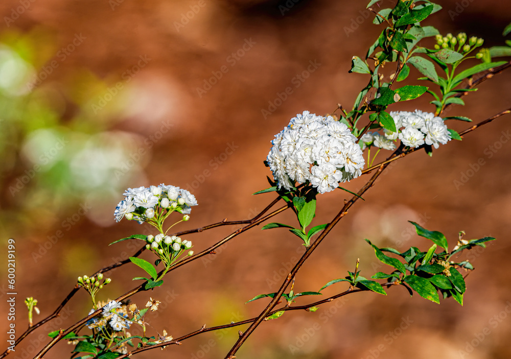 Spiraea cantoniensis, the Reeves spiraea, bridal wreath spirea, double ...