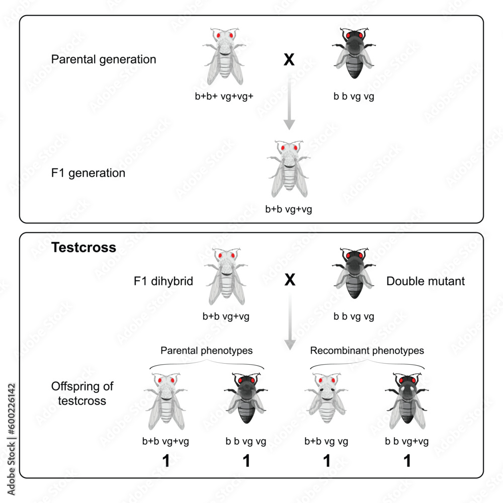Scientific Designing of Dihybrid Cross. Vector Illustration. Stock ...