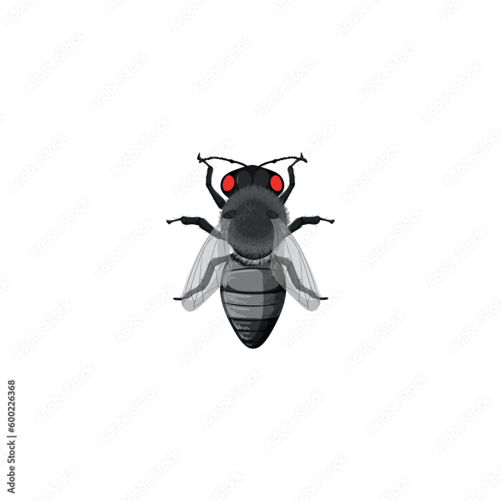 Scientific Designing of Drosophila melanogaster. Vector Illustration ...