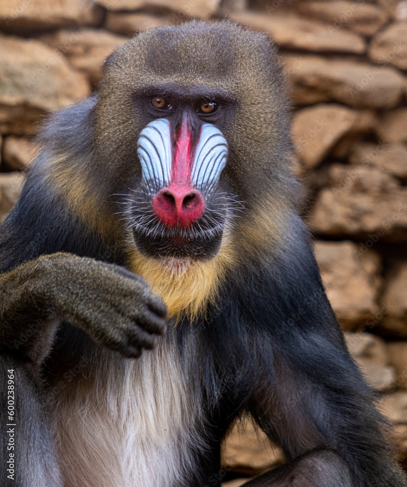 Mandrill Baboon Face